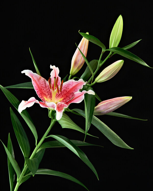 Mistero ed eleganza von Franco Monti (2011) : Fotografie Digital auf ...